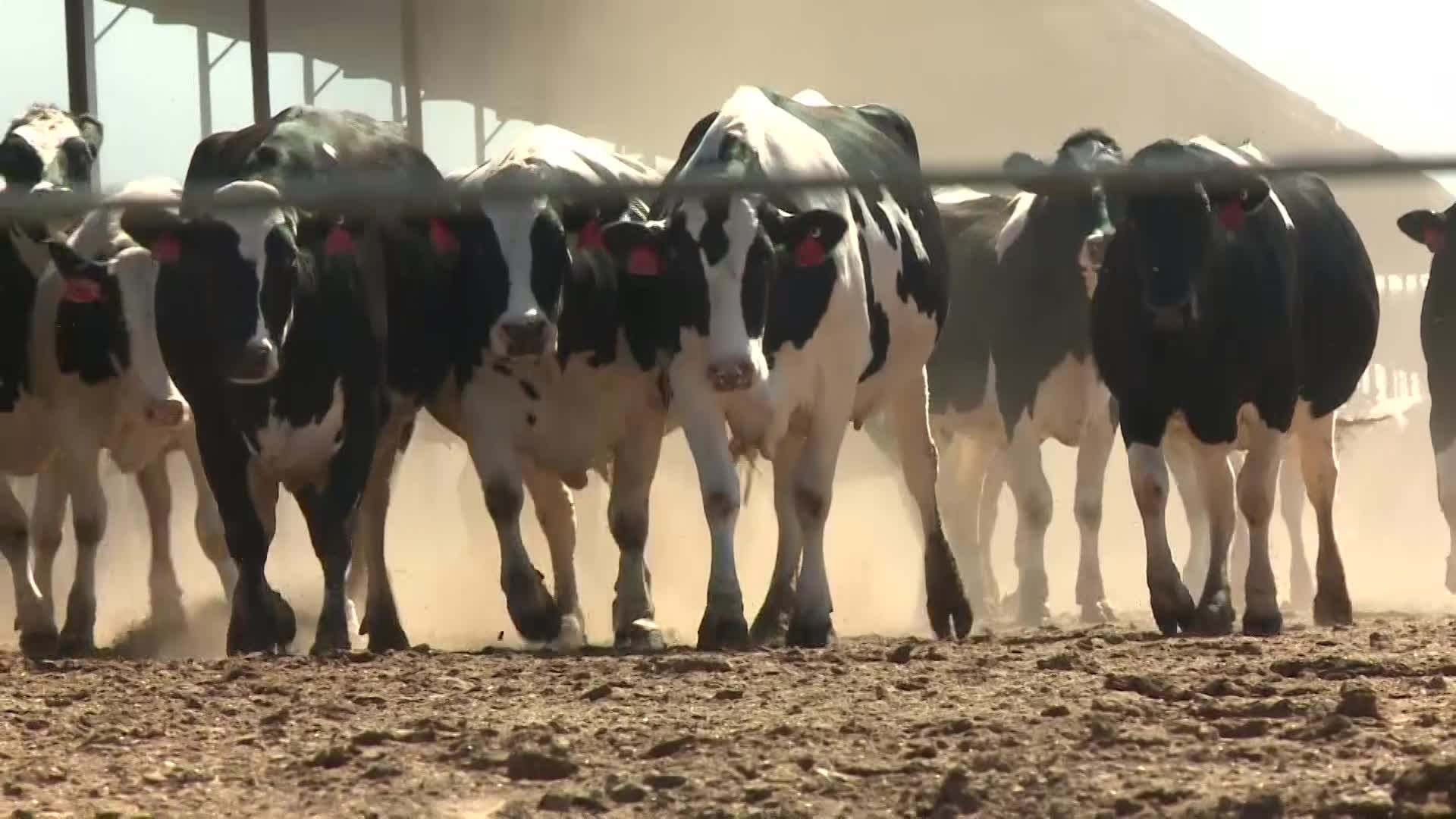 Cops and Cows: Chino in its Hay Day – Big Little Meals