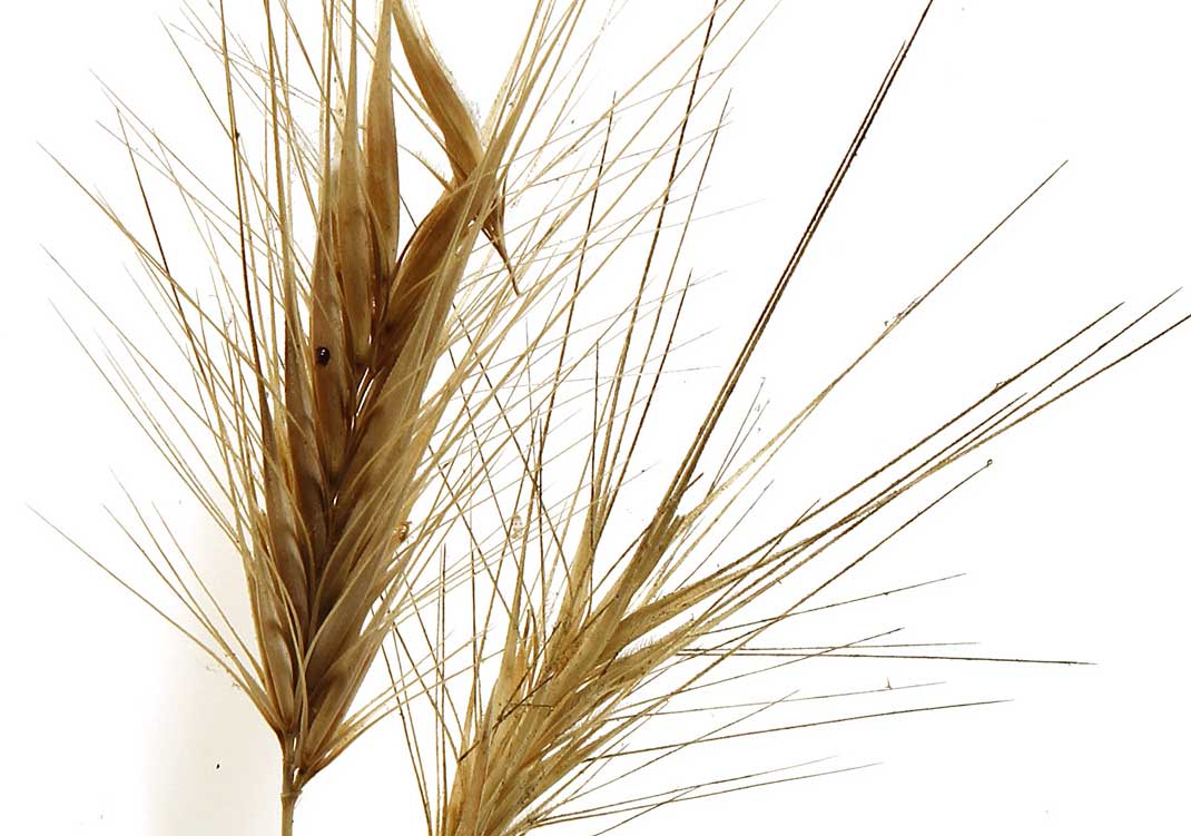 Foxtail Tales – Big Little Meals
