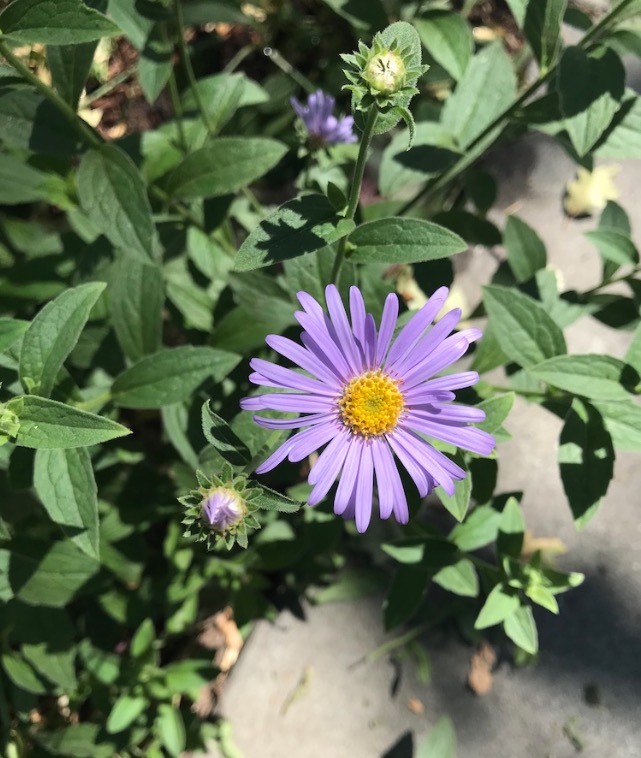 Late Bloomers – Big Little Meals