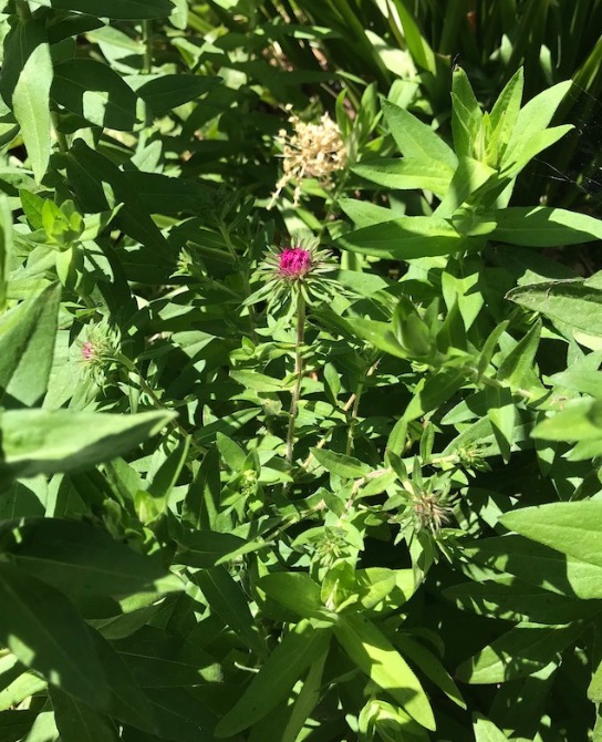 Late Bloomers – Big Little Meals