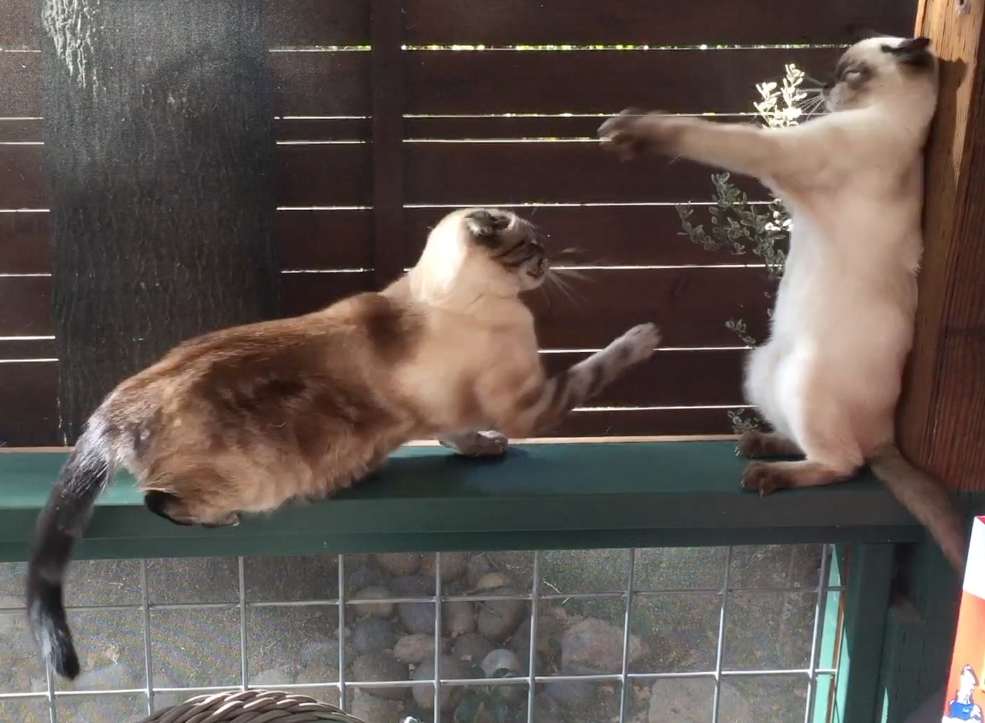 Ono and Choco duking it out – Big Little Meals