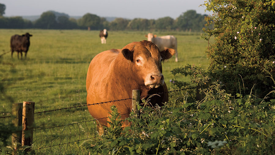 Fences, Cows, and the F-Bomb – Big Little Meals